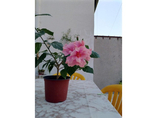 SOBNI HIBISKUS ROZE GUSTI-DUPLI