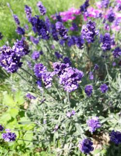 Lavanda patuljasta