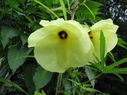 Močvarni hibiscus Žuti - Hibiscus moscheutos