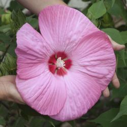 Močvarni hibiscus Pink - Hibiscus moscheutos