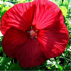 Močvarni hibiscus Crveni - Hibiscus moscheutos