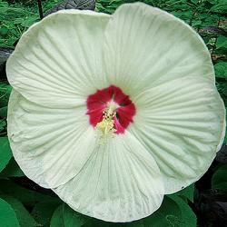 Močvarni hibiscus Beli - Hibiscus moscheutos