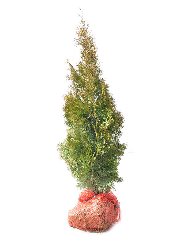 Thuja smaragd