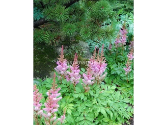 Astilbe chinensis 'Pumila'