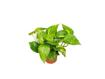 Epipremnum aureum 30cm