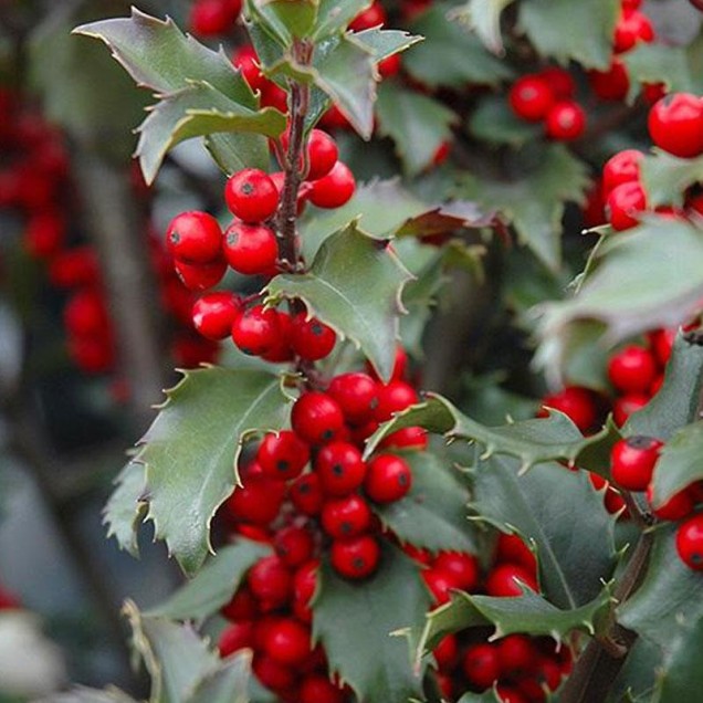 Božikovina- Ilex maserveae Blue Princess