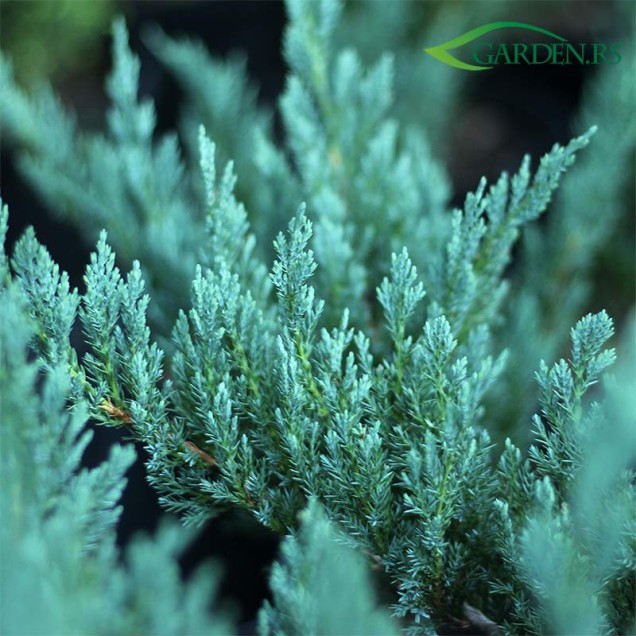 Juniperus horizontalis ’Blue Chip’