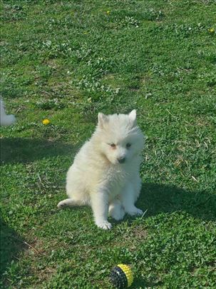 Samojed, štene