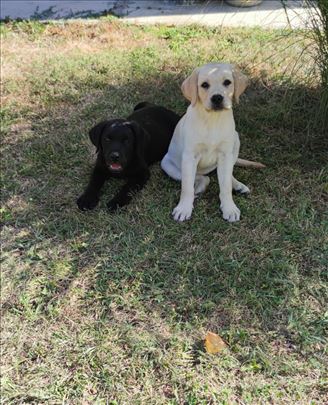 Labrador retriver, top leglo