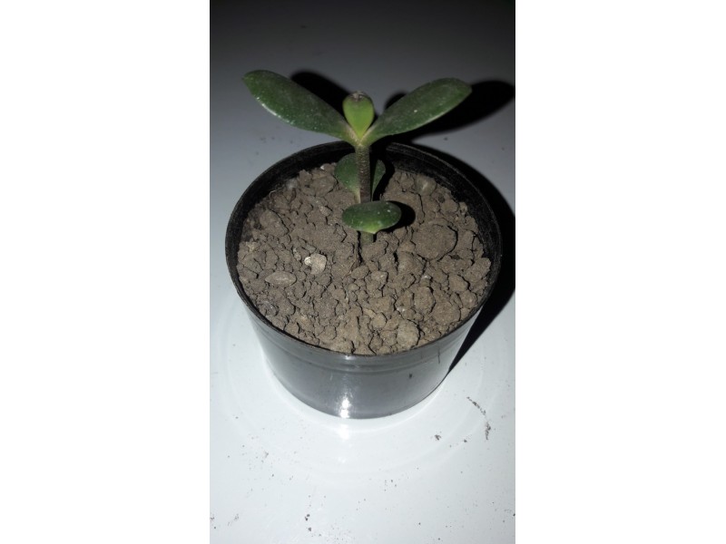 Crassula ovata - japansko drvo novca - 5 cm