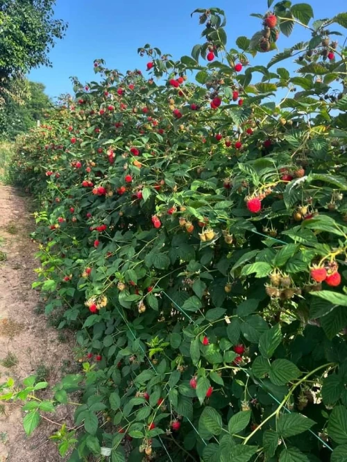 Malina(Vilamet-Fertodi)