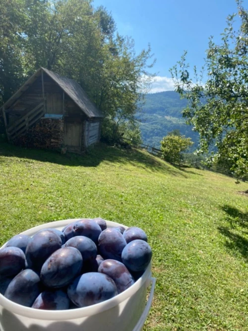 Domaća rakija šljiva i kruška