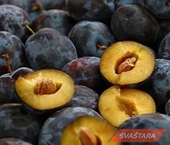 Rezervacije za jesenju sadnju voćnih sadnica