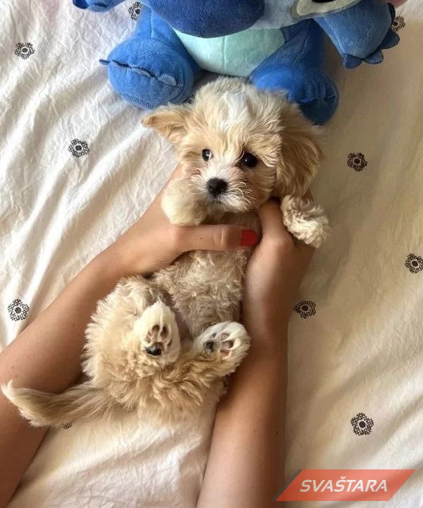 Maltipoo i Toy pudle štenci