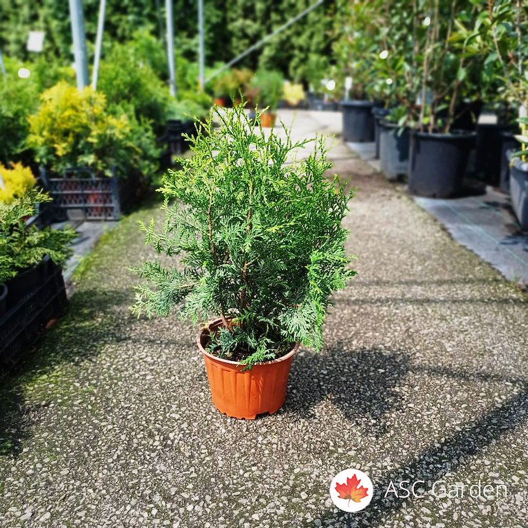 Thuja globosa 30 cm