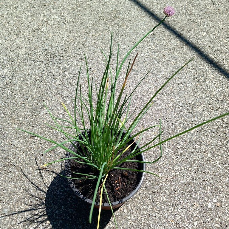 Allium schoneprasum 15 cm