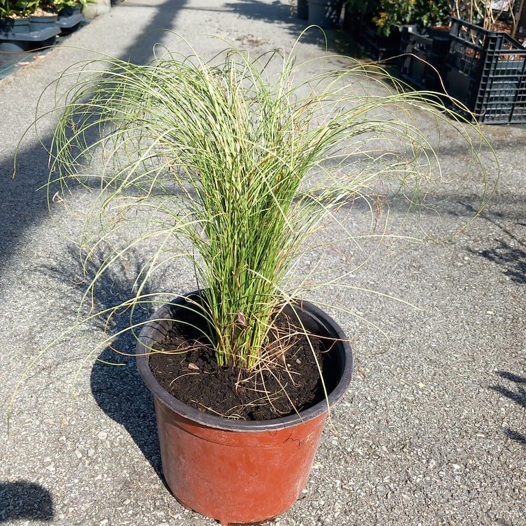 Carex comans 25 cm