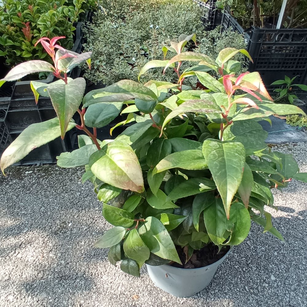 Leucothoe ‘Dark Diamond’ 25 cm