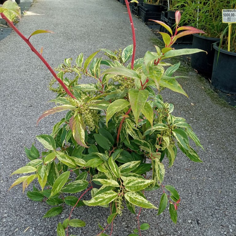 Leucothoe fontanesiana Rainbow 30 cm