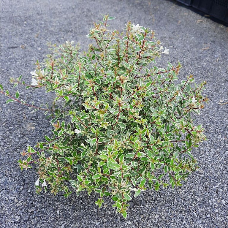 Abelia grandiflora variegata Abelija 25 cm