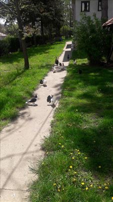 Prodajem ukrasnu živinu i ukrasne golubove