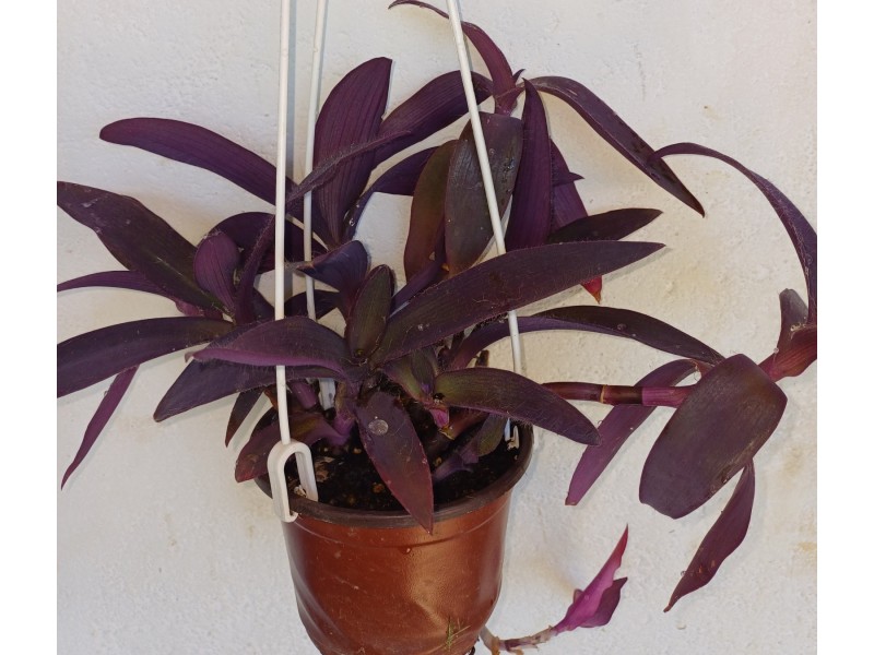 TRADESCANTIA PALLIDA - ljubicasta lozica