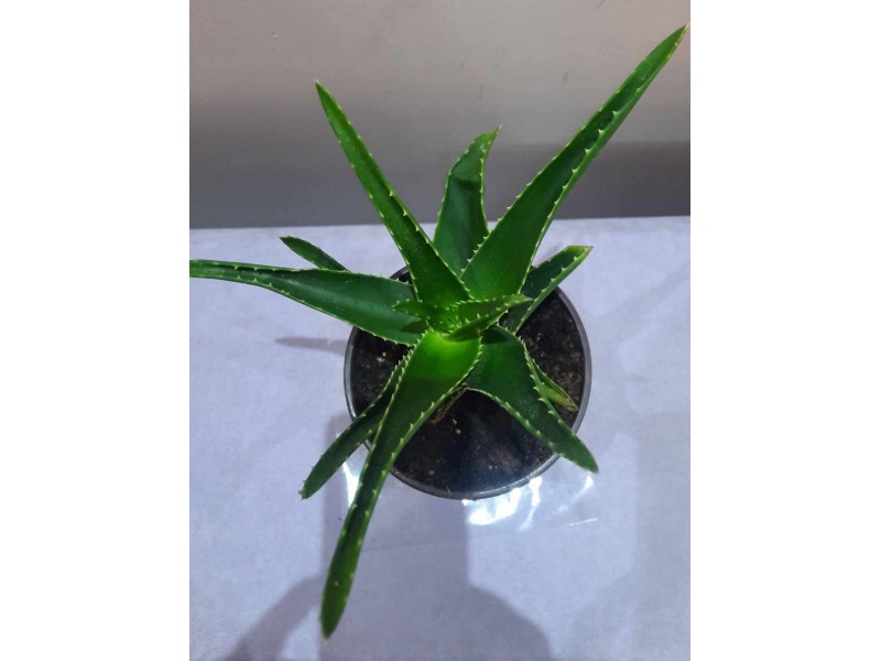 Aloja - ALOE VERA - veca