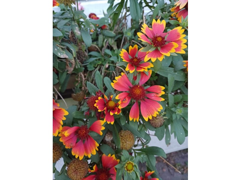 GAILLARDIA Pulchella - visoka - 100 semena