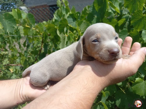 Jazavičar oštrodlaki - Dachshund