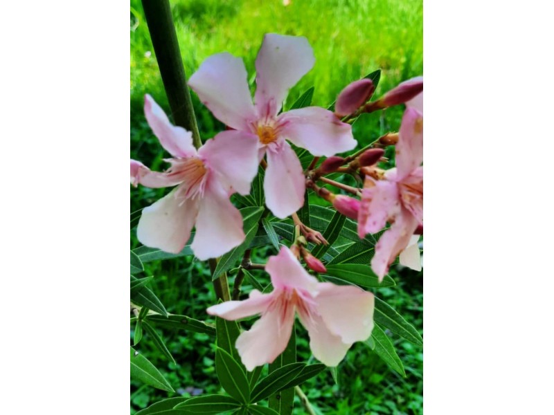 Liander - oleander -roze boje