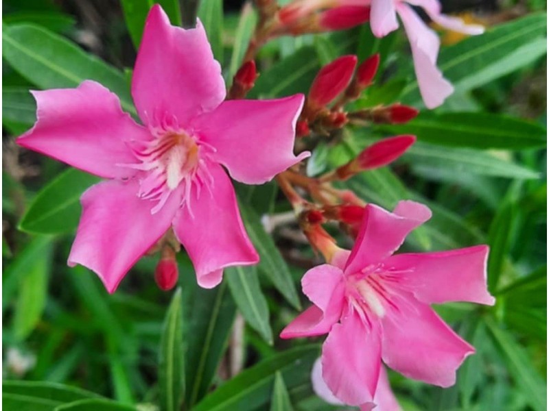 Liander -oleander pink boje