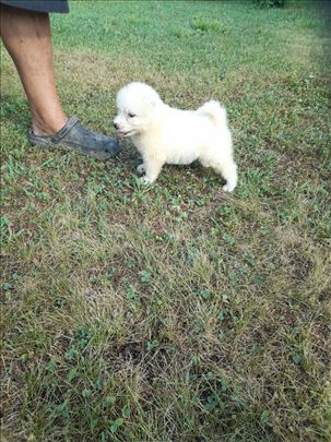 Samojed, štene