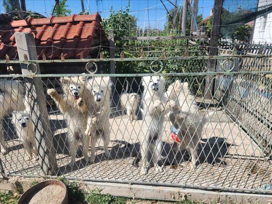 Samojed, štene