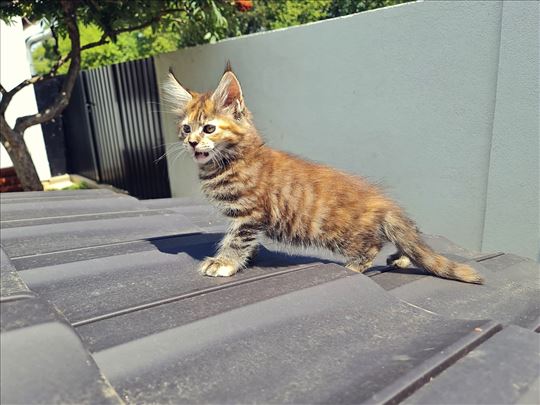 Maine Coon krupno mače