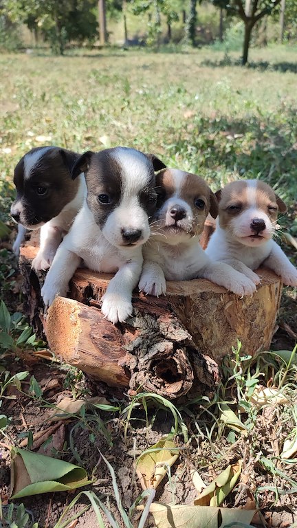 Jack russell terijeri (rezefrvacije)veoma umiljati za decu .sve