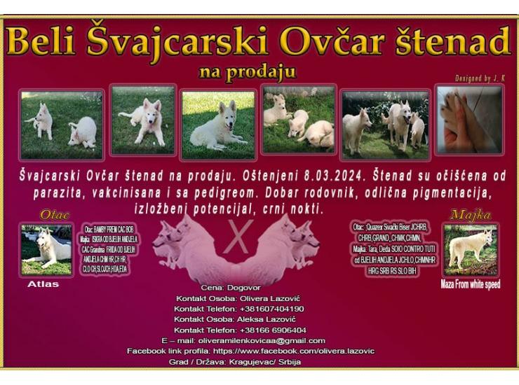 Švajcarski Beli Ovčar