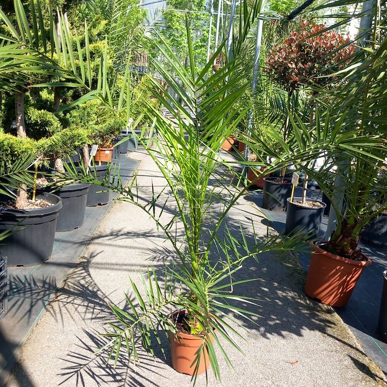 Phoenix canariensis – Feniks palma 80 – 90 cm