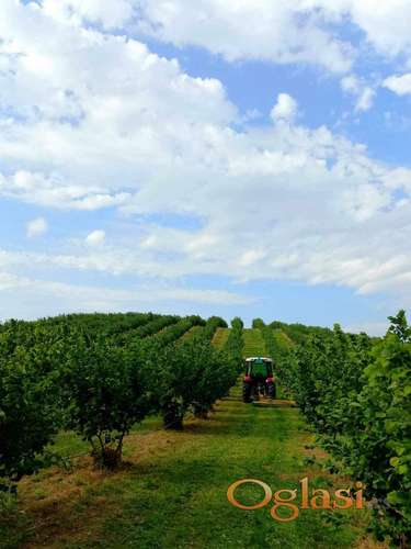 Ležimir plantaža lešnika 3,78 ha