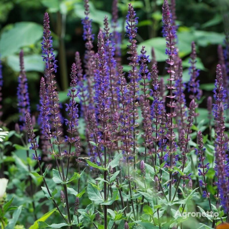 Puhasta zhalfiјa Salvia nemorosa 'Tsaradonna Tsompatst'