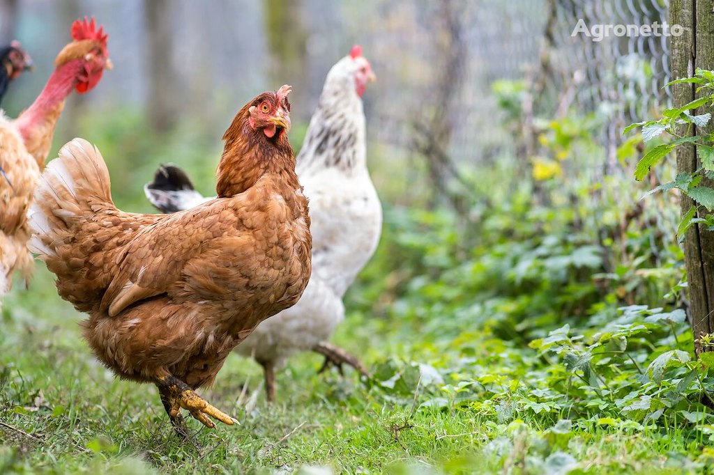 Farma ћe prodavati kokoshke