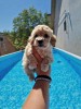 Maltipoo bebice