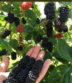 Kupina Jumbo (100 semenki) Thornless Blackberries