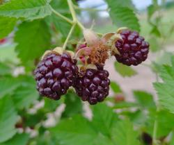 Boysenberry Rubus ursinus (100 semenki)