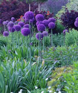 Allium giganteum