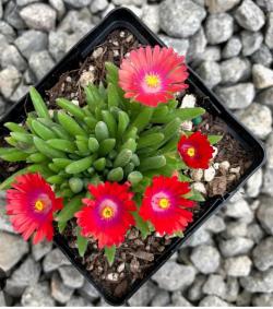 Ledeni cvet 'jewel red'