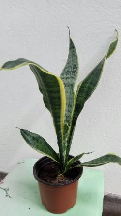 Sanseveria trifasciata Laurentii