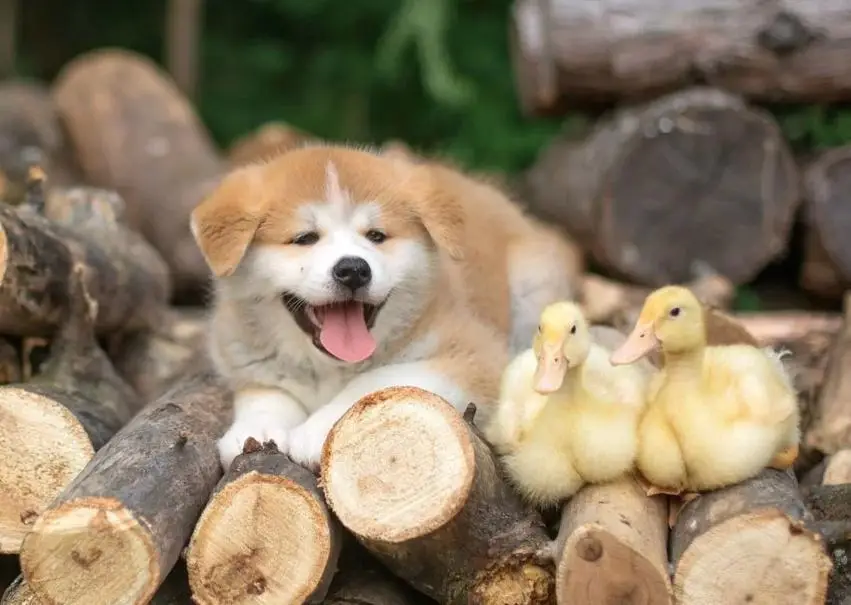 Akita inu i Shiba Inu štenci