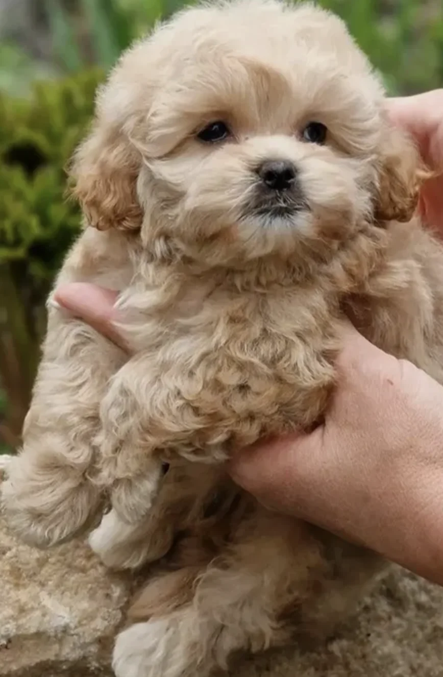 Maltipoo i Patuljasti šnauceri štenci