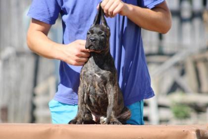 Cane corso štenci