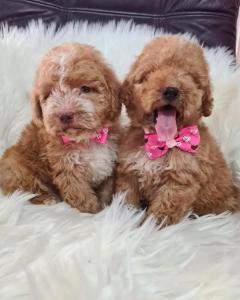 Labradoodle štenci F1B